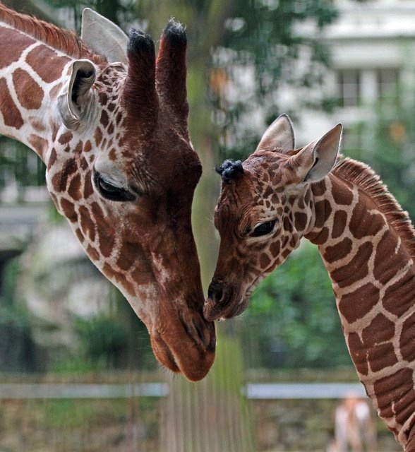 zürafa #570741 - uludağ sözlük galeri