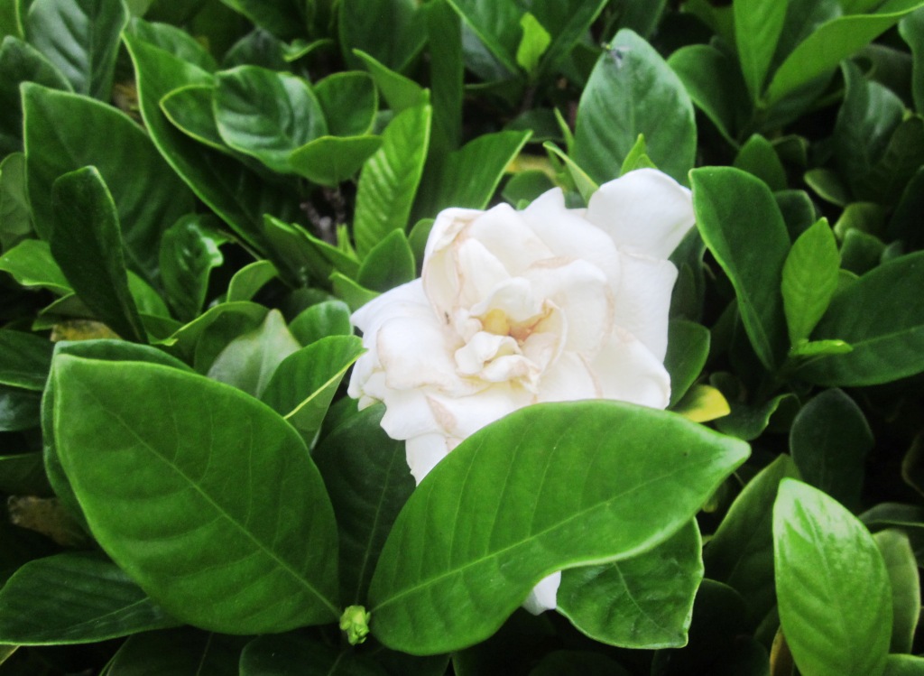 manolya çiçeği #901410 - uludağ sözlük galeri