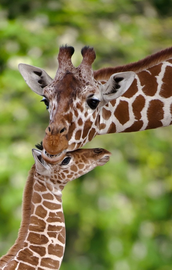 zürafa #570759 - uludağ sözlük galeri