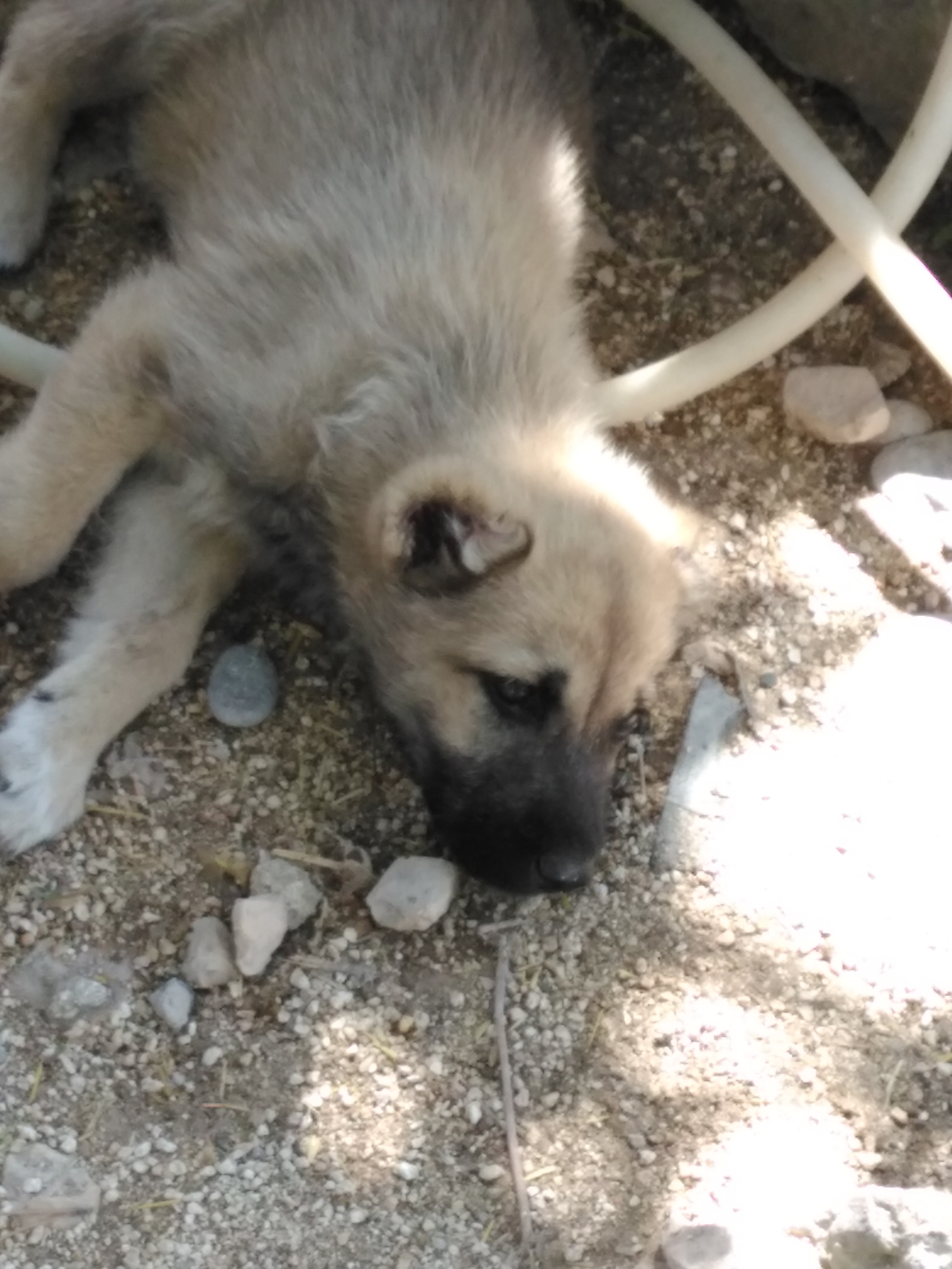 bu köpeklerin cinsi nedir sorunsalı - uludağ sözlük